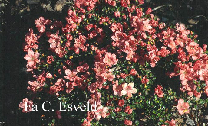 Picture and description of Azalea 'Gumpo Fancy'