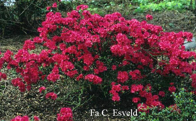 Azalea 'Fumiko' (GEISHA PURPLE)