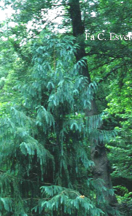 Picture And Description Of Taiwania Cryptomerioides
