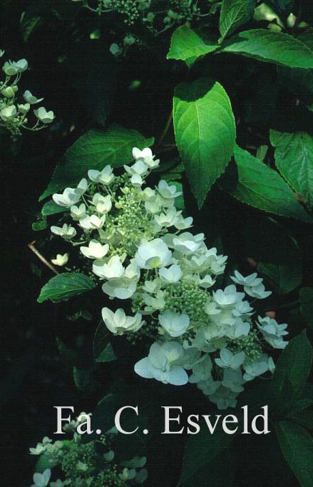 Picture and description of Hydrangea paniculata 'White Moth'