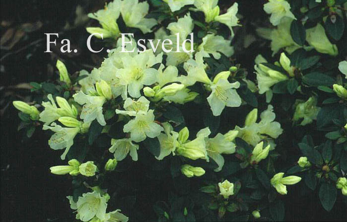 Rhododendron 'Patty Bee'