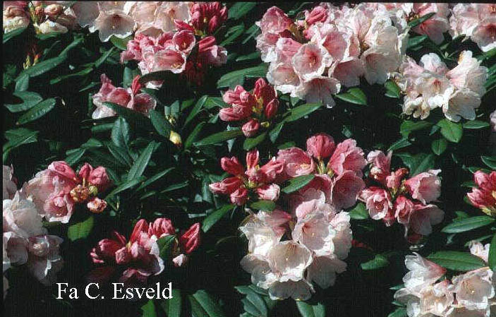 Rhododendron 'Vintage Rose'