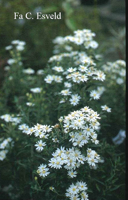 Picture and description of Olearia scilloniensis