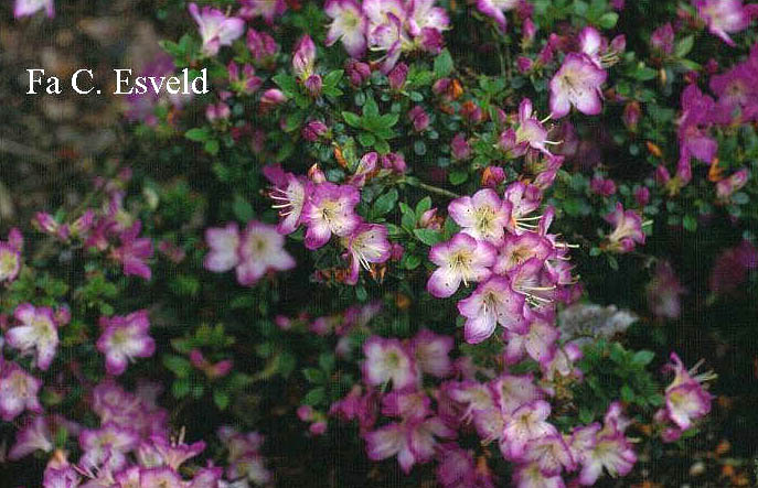 Picture and description of Azalea 'Mangetsu'