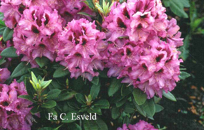 Picture and description of Rhododendron 'Kokardia'