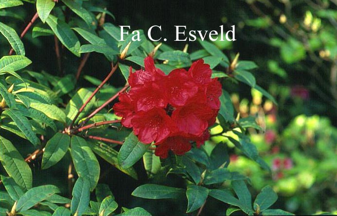 Picture and description of Rhododendron 'Betsy Balcom'