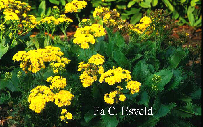 Picture and description of Leontodon rigens