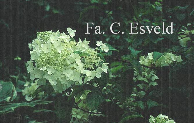 Picture and description of Hydrangea paniculata 'White Moth'
