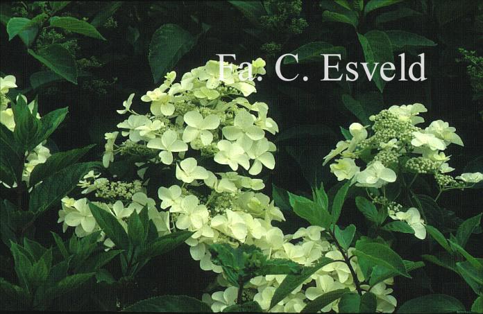 Picture and description of Hydrangea paniculata 'White Moth'