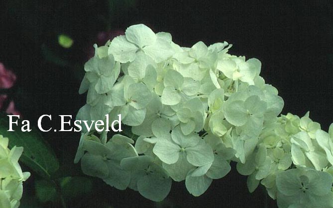 Hydrangea macrophylla 'Le Cygne' (WHITE SWAN)