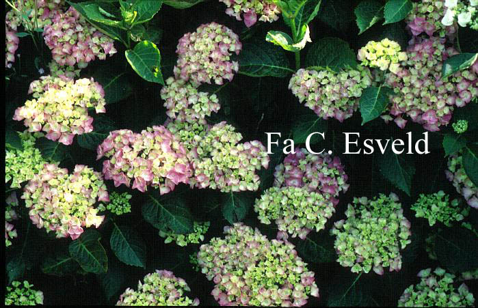 Hydrangea macrophylla 'Eldorado'