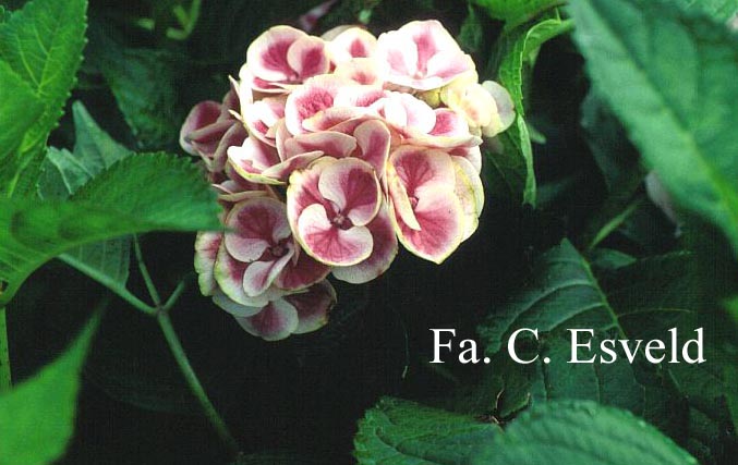 Picture and description of Hydrangea macrophylla 'Sensation 75' (syn ...