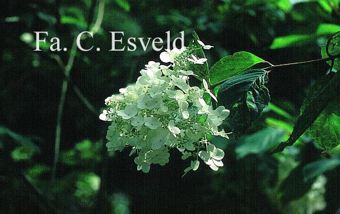 Picture and description of Hydrangea paniculata 'White Moth'