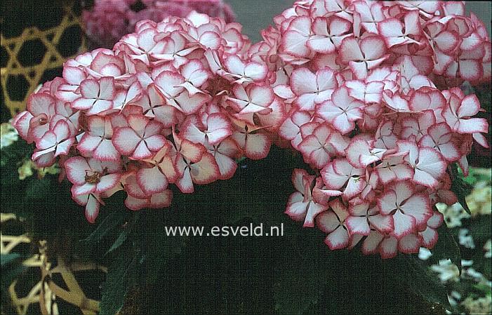 Picture and description of Hydrangea macrophylla 'Japanew Mikako'
