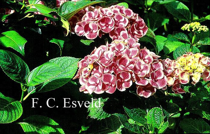 Picture and description of Hydrangea macrophylla 'Sensation 75' (syn ...