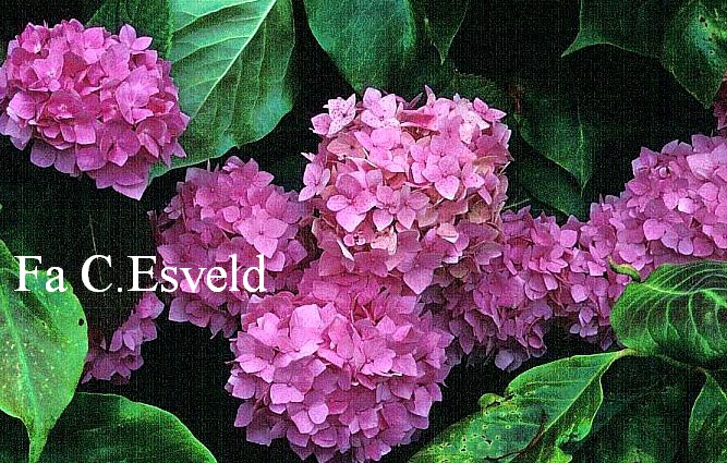Hydrangea macrophylla 'Rosea'