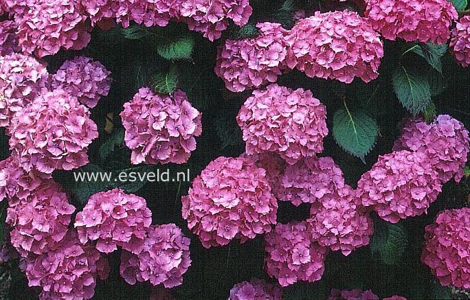 Picture and description of Hydrangea macrophylla 'Violetta'