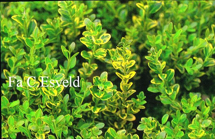 Picture and description of Buxus microphylla 'Golden Triumph'