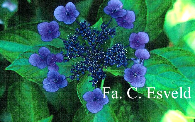 Picture and description of Hydrangea macrophylla 'Ito shiofuki kaigan ...