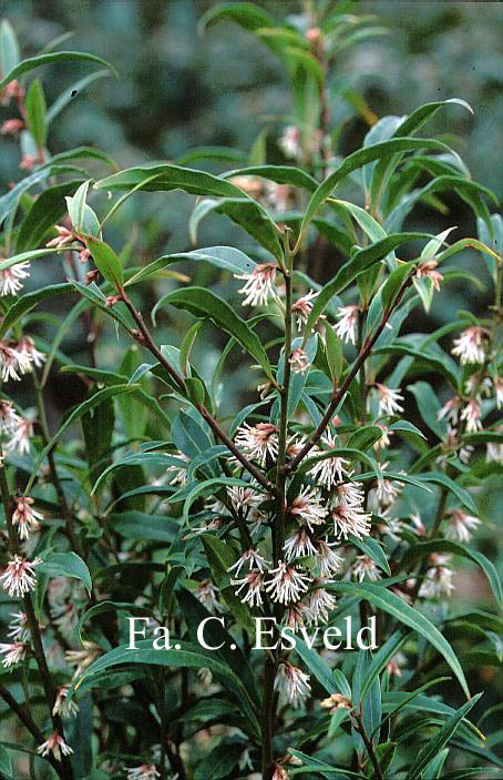 Sarcococca hookeriana digyna