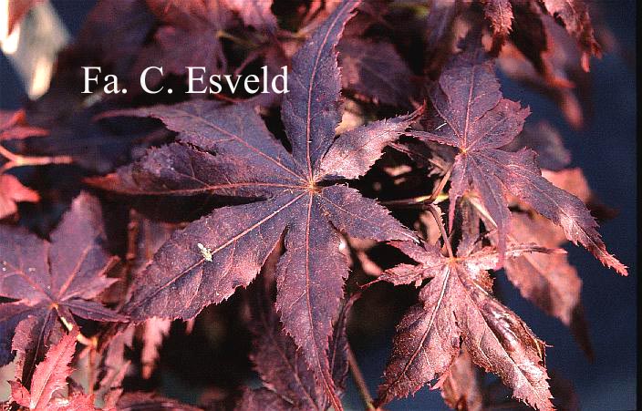 Picture and description of Acer palmatum 'Crumple Leaf'