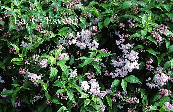 Picture and description of Deutzia rosea 'Carminea'