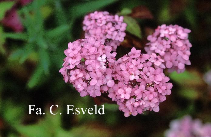 Picture and description of Hydrangea serrata 'Belladonna'