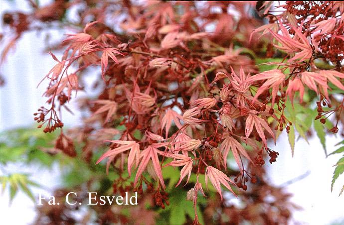 Picture and description of Acer palmatum 'Geisha'