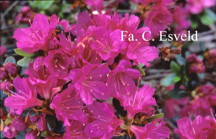 Picture and description of Azalea 'Christina'