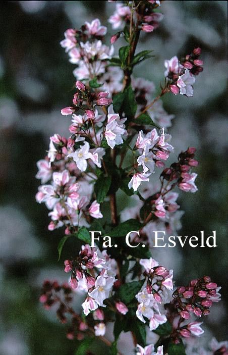 Picture and description of Deutzia rosea 'Carminea'