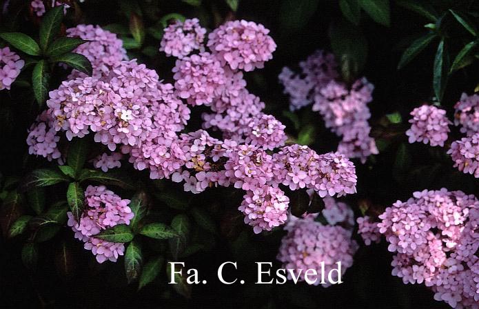 Picture and description of Hydrangea serrata 'Belladonna'