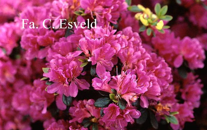 Picture and description of Azalea 'Christina'