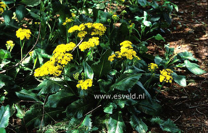 Picture and description of Leontodon rigens