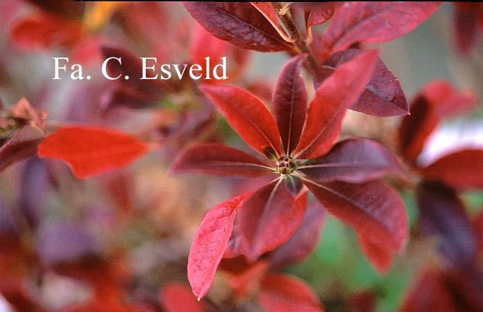 Picture and description of Azalea 'Northern Highlights'