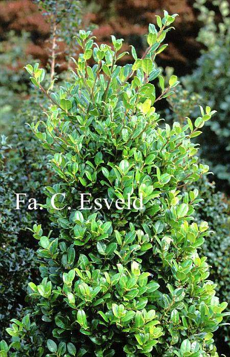 Picture and description of Ilex perado azorica