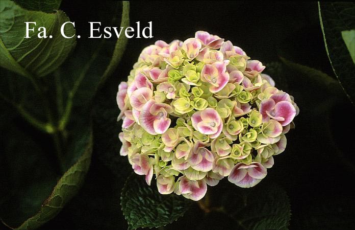 Picture and description of Hydrangea macrophylla 'Sensation 75' (syn ...