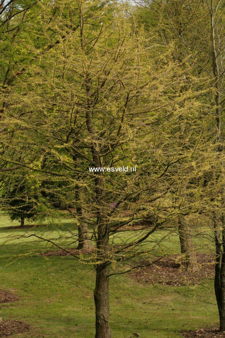 Picture and description of Taxodium distichum 'Peve Yellow'