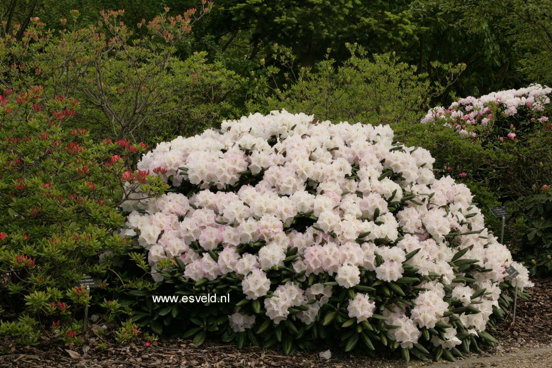 Picture and description of Rhododendron 'Crete'
