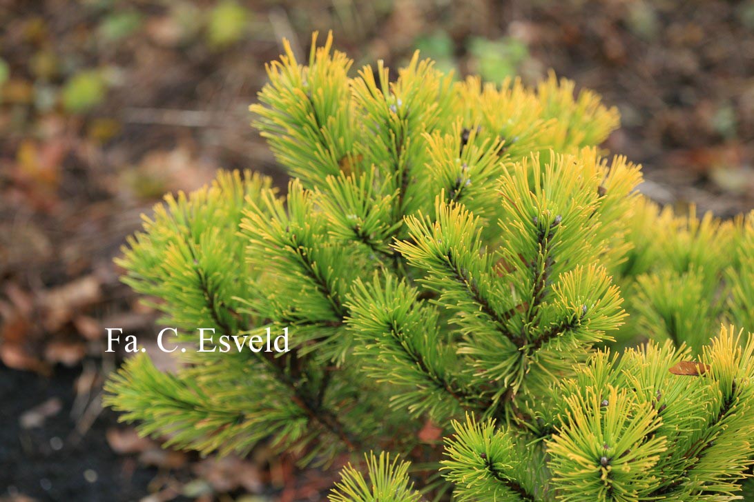 Picture and description of Pinus mugo 'Winter Gold'