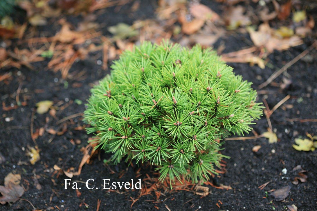 Picture and description of Pinus mugo 'Picobello'