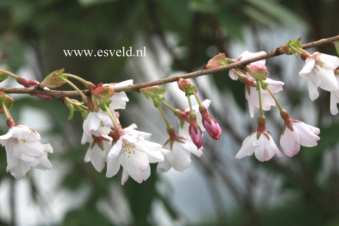 Picture and description of Prunus nipponica 'Felice'