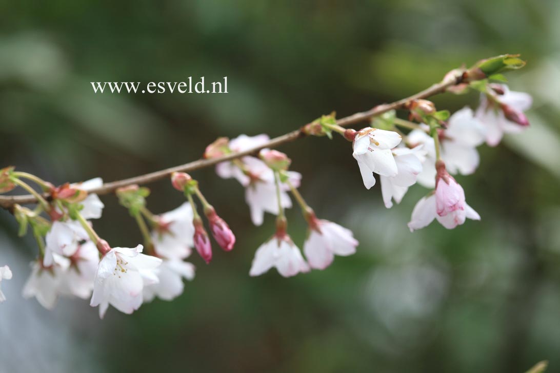 Picture and description of Prunus nipponica 'Felice'