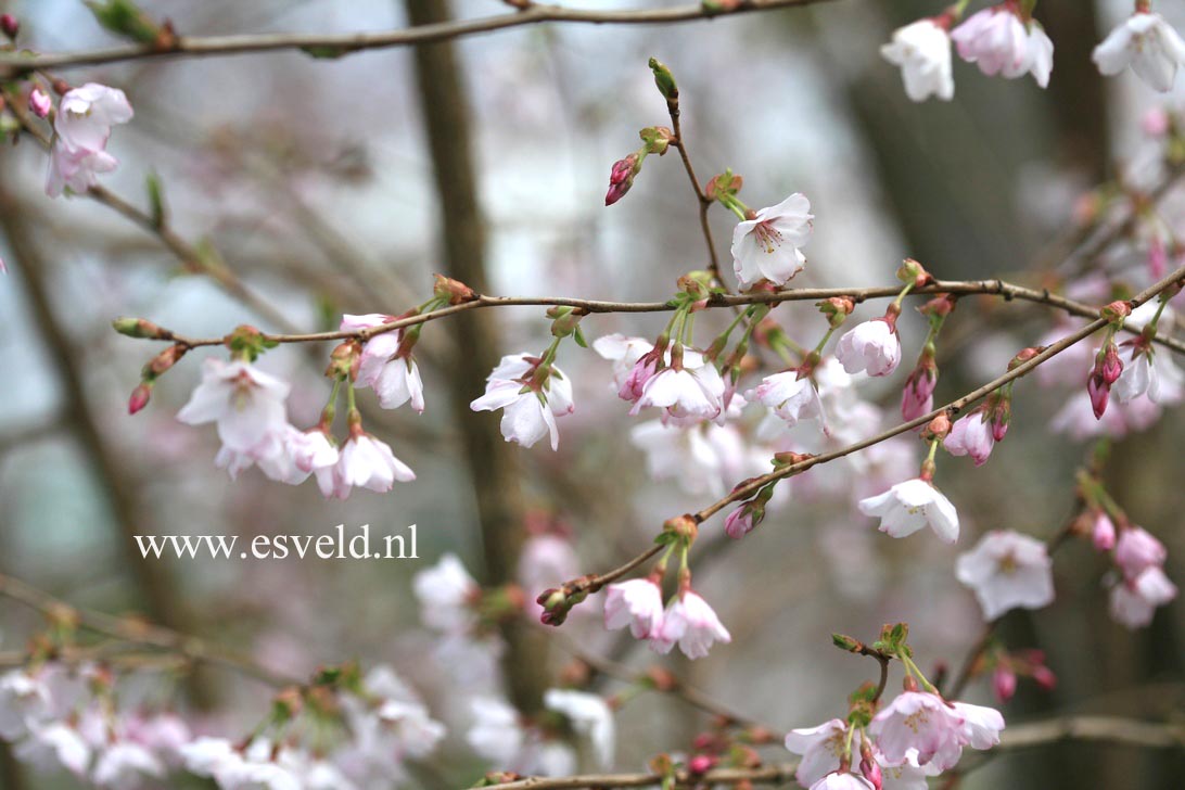 Picture and description of Prunus nipponica 'Felice'