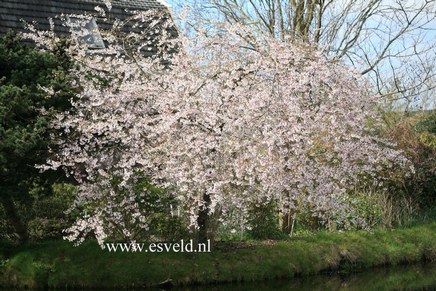 Picture and description of Prunus nipponica 'Felice'