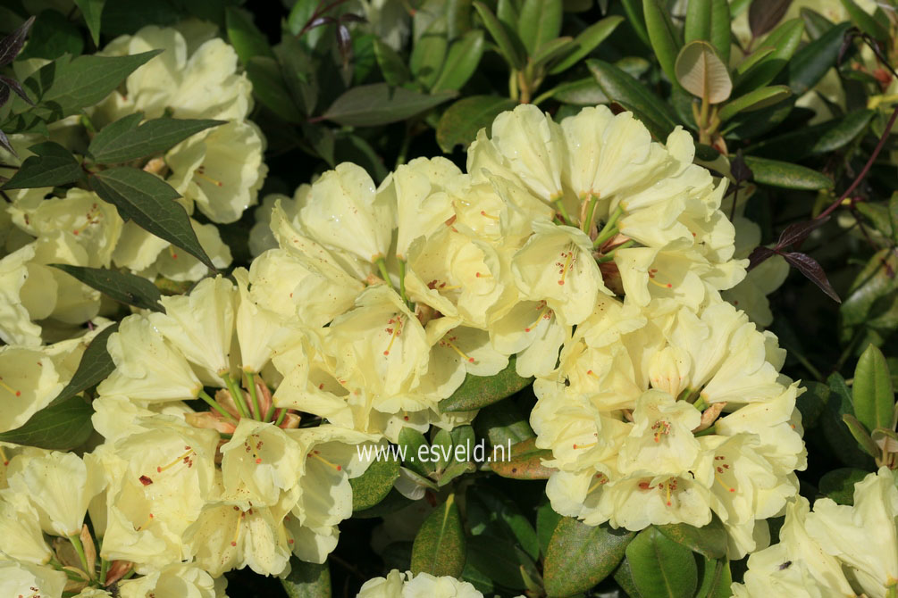 Picture and description of Rhododendron 'Millennium Gold'