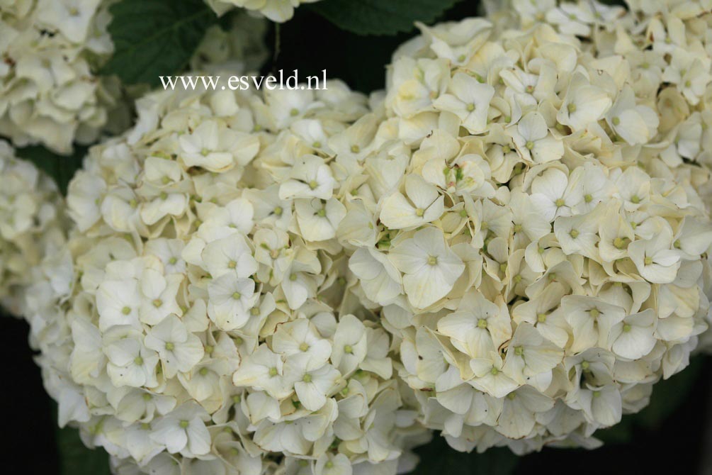Picture and description of Hydrangea macrophylla 'Napo' (MAGICAL PEARL)