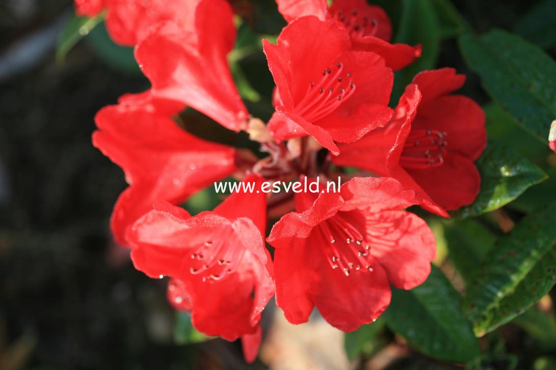 Picture and description of Rhododendron 'Betsy Balcom'