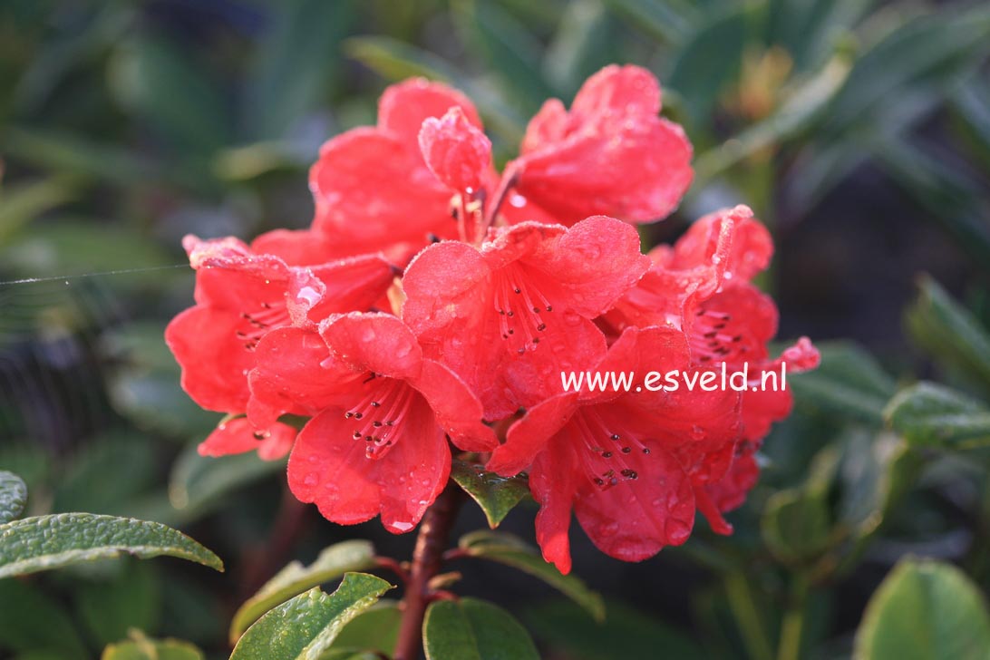 Picture and description of Rhododendron 'Betsy Balcom'