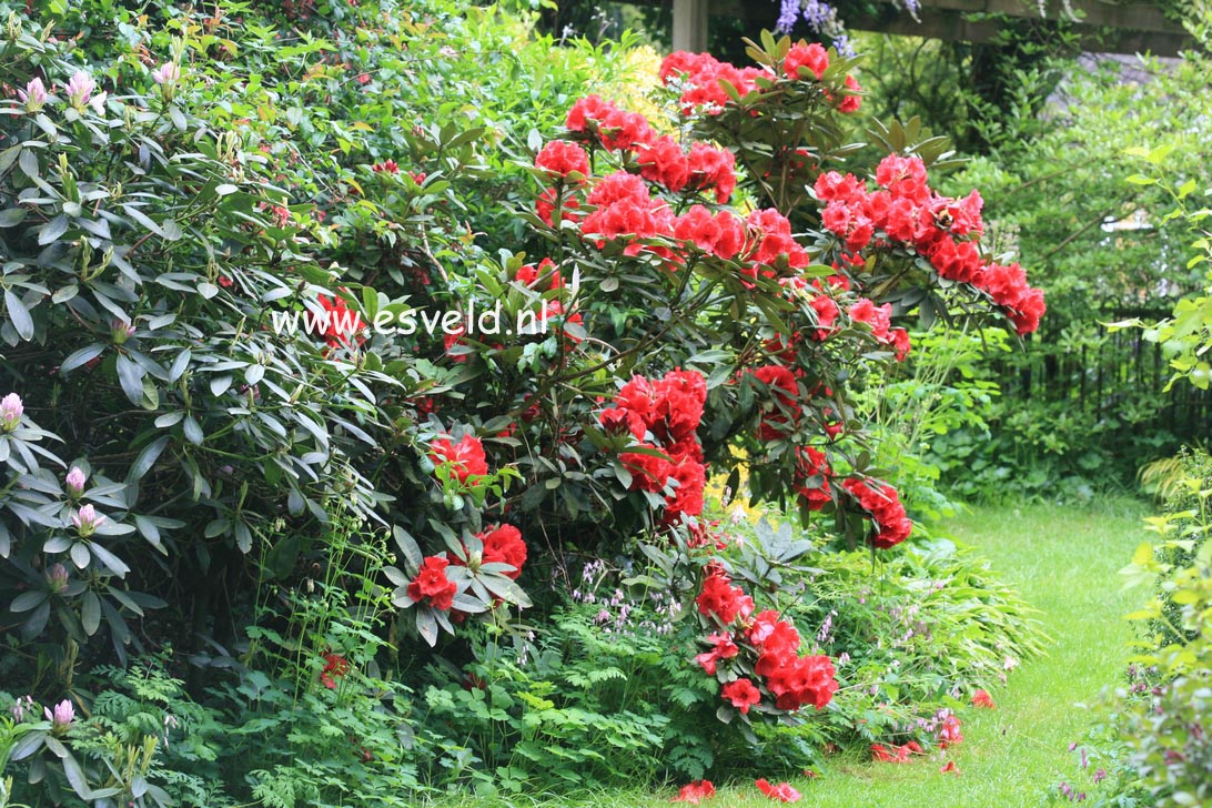 Rhododendron 'Jean Marie de Montague'