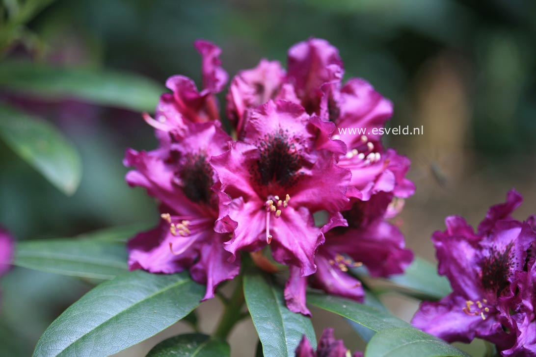 Rhododendron 'Purple Splendour'